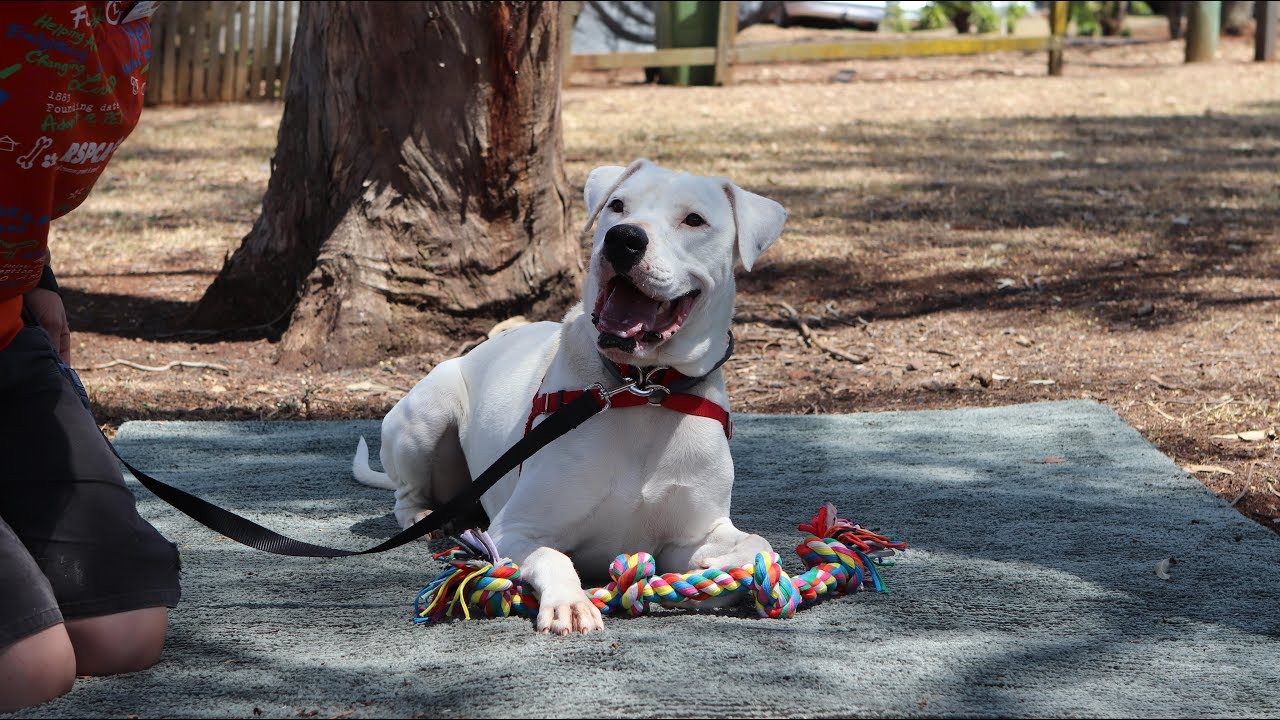 The Patch is on his tail! Adopt Toowoomba RSPCA - YouTube