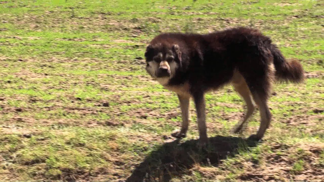 Tajik shepherd dogs in their way to summer capms - YouTube