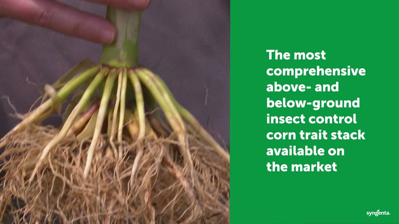 NK Seeds Corn Trait Updates - YouTube