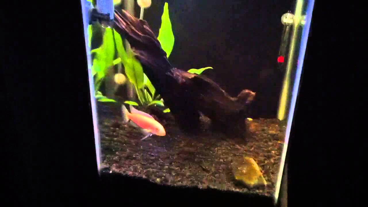 15 Gallon Column Tank Well Lit - YouTube