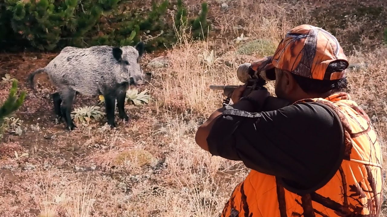 PERFECT LONG RANGE WILD BOAR HUNTS - UZUN MESAFE DOMUZ VURUŞLARI - YouTube
