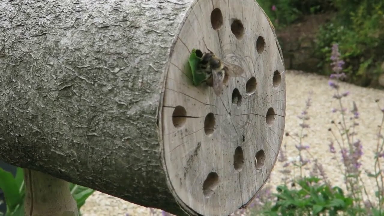 How to make a very simple bee hotel that works - YouTube