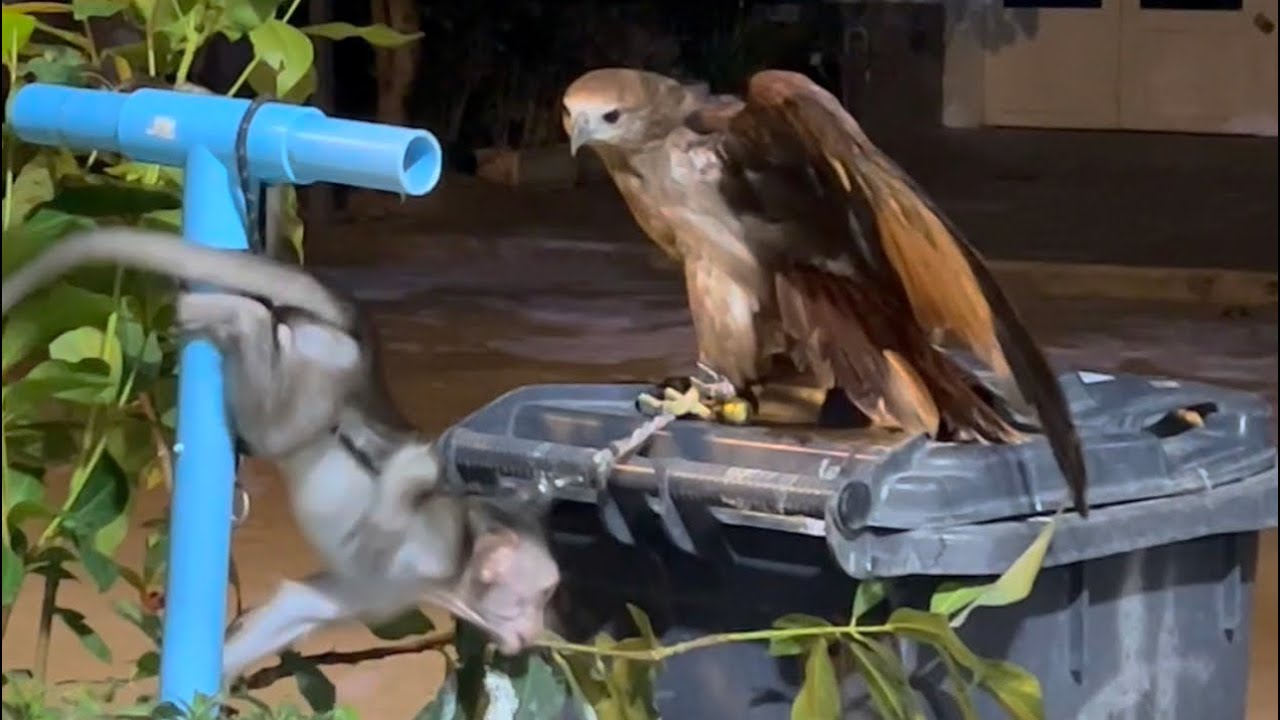 LIZA Monkey playful from the morning until evening 😀 - YouTube