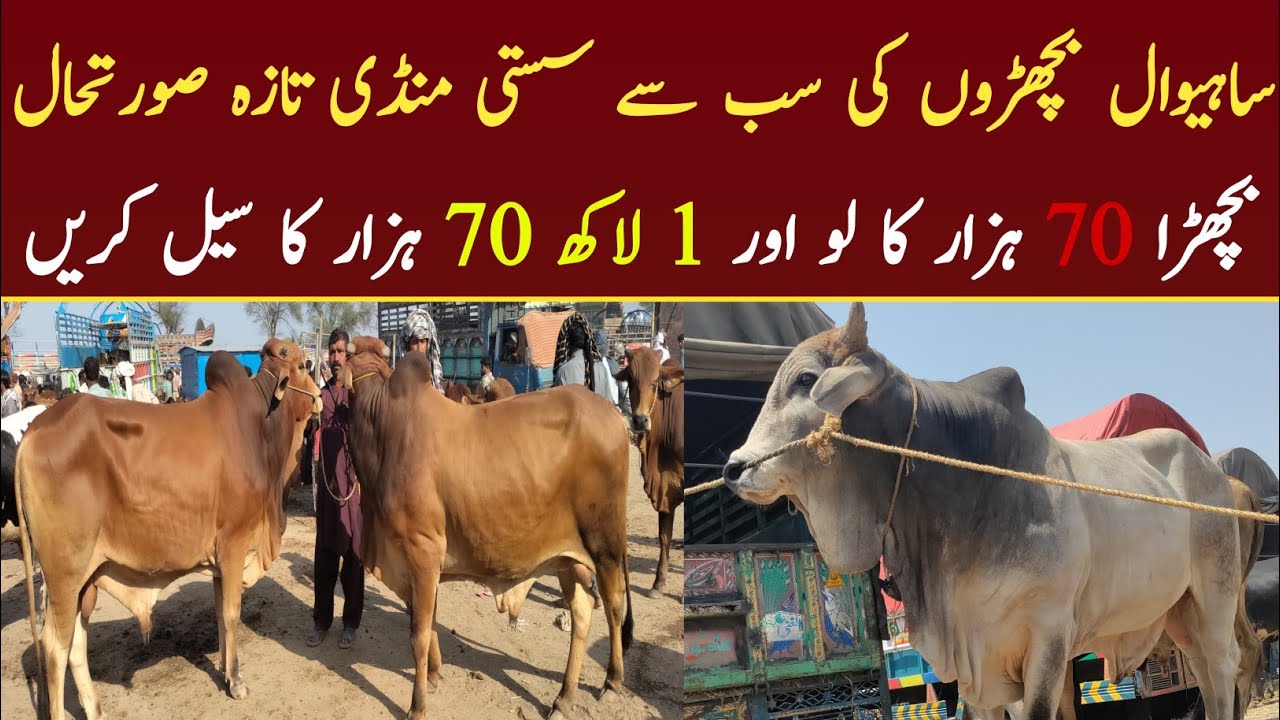 Today Malumor Janwar Mandi Rate |Shiwal bull Price |Cow Mandi 2023 ...