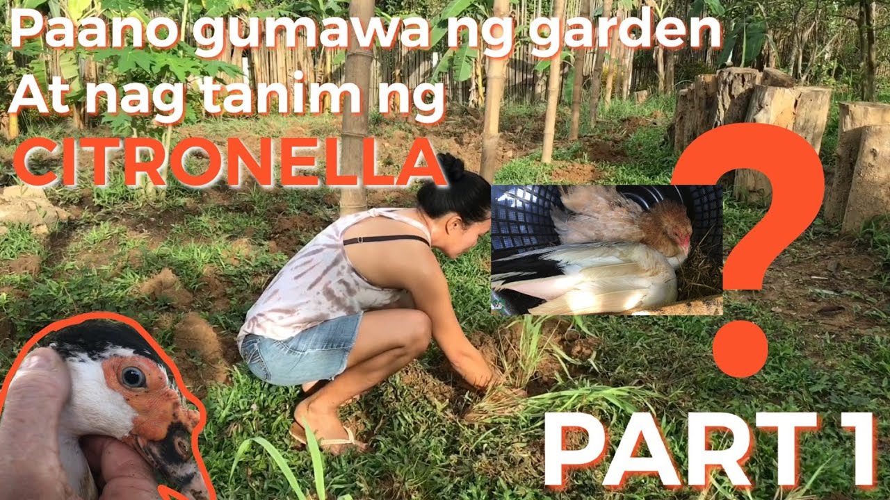 Garden Part 1 & Planting Citronella | Amigo Farm - YouTube