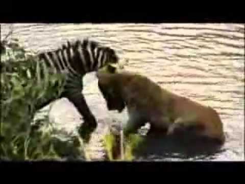 African Lion vs Young Zebra. Zebra trys to drown the lioness - YouTube