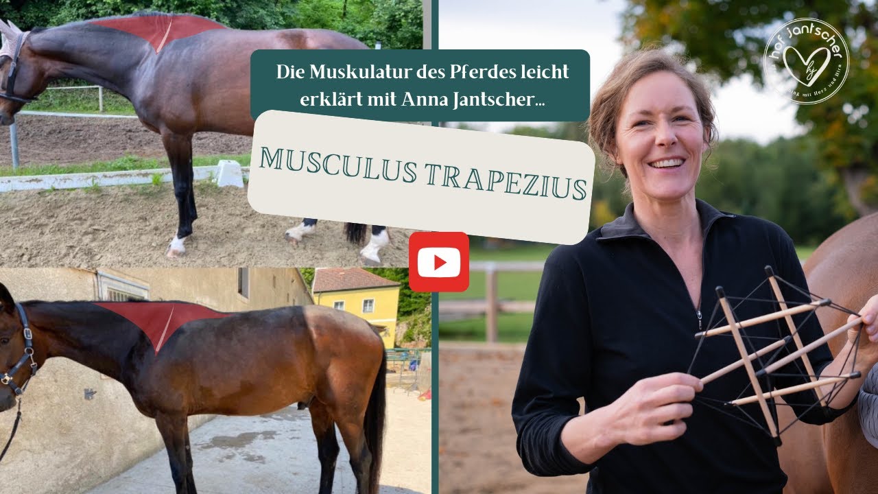 Musculus trapezius - Pferdeanatomie - Anna Jantscher erklärt... - YouTube