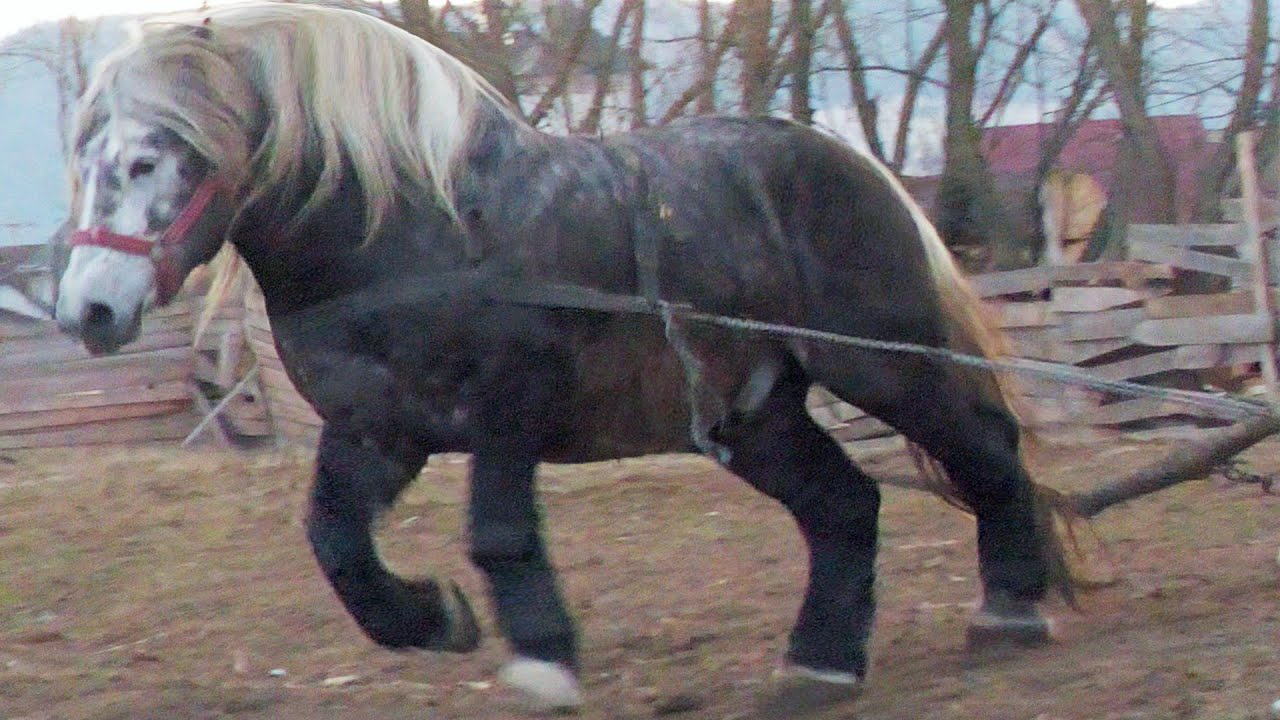 Armăsarii lui Constantin și Alin Marcu de la Vicovu de Sus-Bucovina ...
