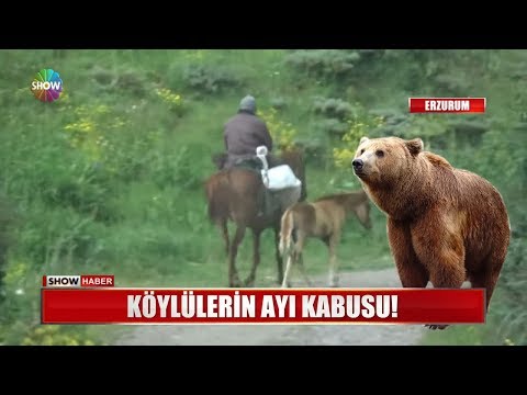 Köylülerin ayı kabusu!
