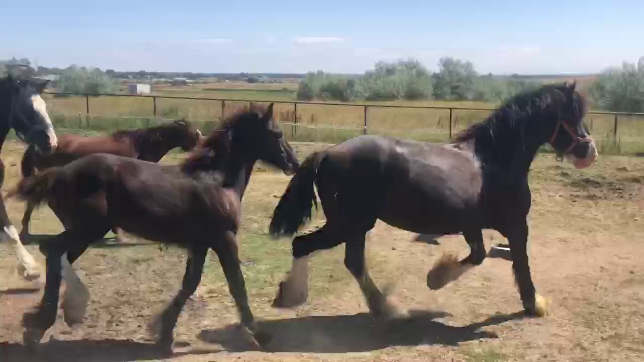 Tally Ho Shires - Bev's Shire/Clyde yearling filly in training - YouTube