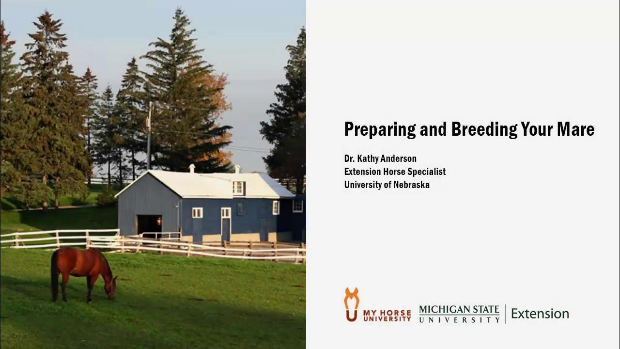 Preparing and Breeding Your Mare - YouTube