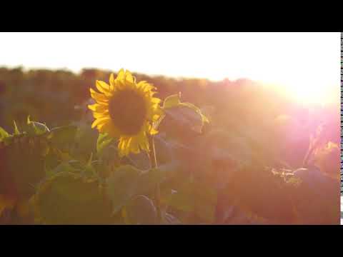 beautiful sunflower field on a background sunset in ultrahd