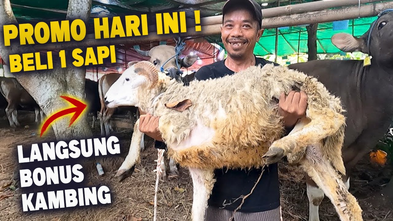 Promo Hari Ini! Beli Sapi Qurban Langsung Dapat Bonus Kambing - YouTube
