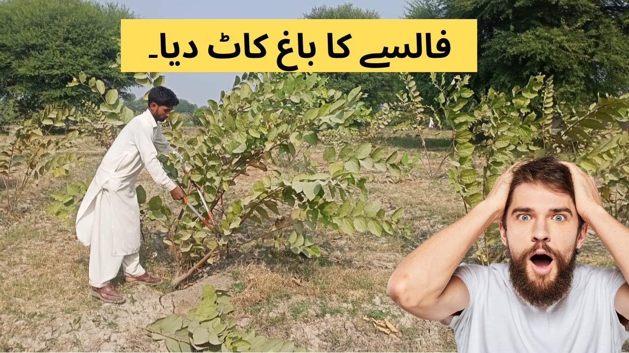 Falsa Farming In Pakistan | Pruning Management #farming - YouTube