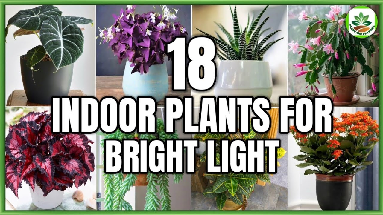 18 Indoor Plants for Bright Light | Bright Sunlight Indoor Plants ...