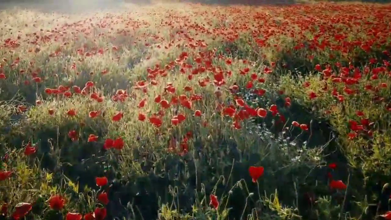 Nature music | copyright free | 5 minutes videos | Rose music | Nature ...