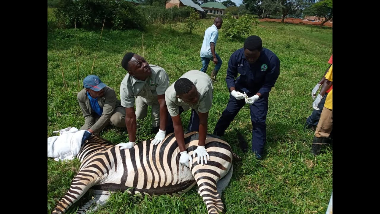 Chemical immobilization of a zebra - YouTube