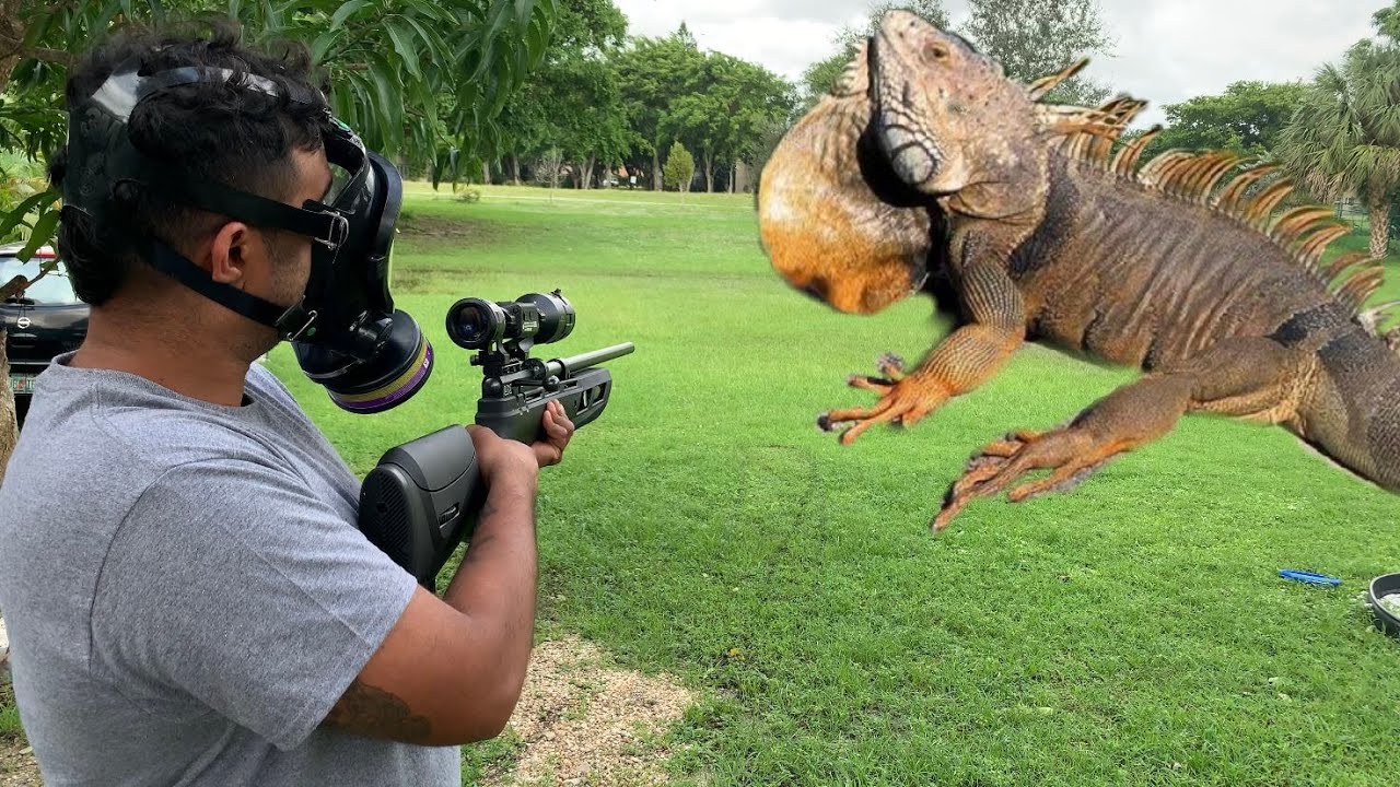 Pcp Air Rifle Iguana Hunting!!! How Many do we Catch??? - YouTube