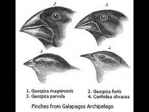 Adaptive Radiation | Evolution | Biology | Khan Academy - YouTube