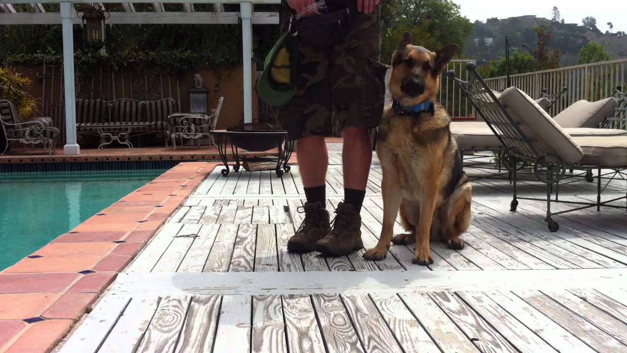 Teaching your dog to learn HEEL and BACK commands - YouTube