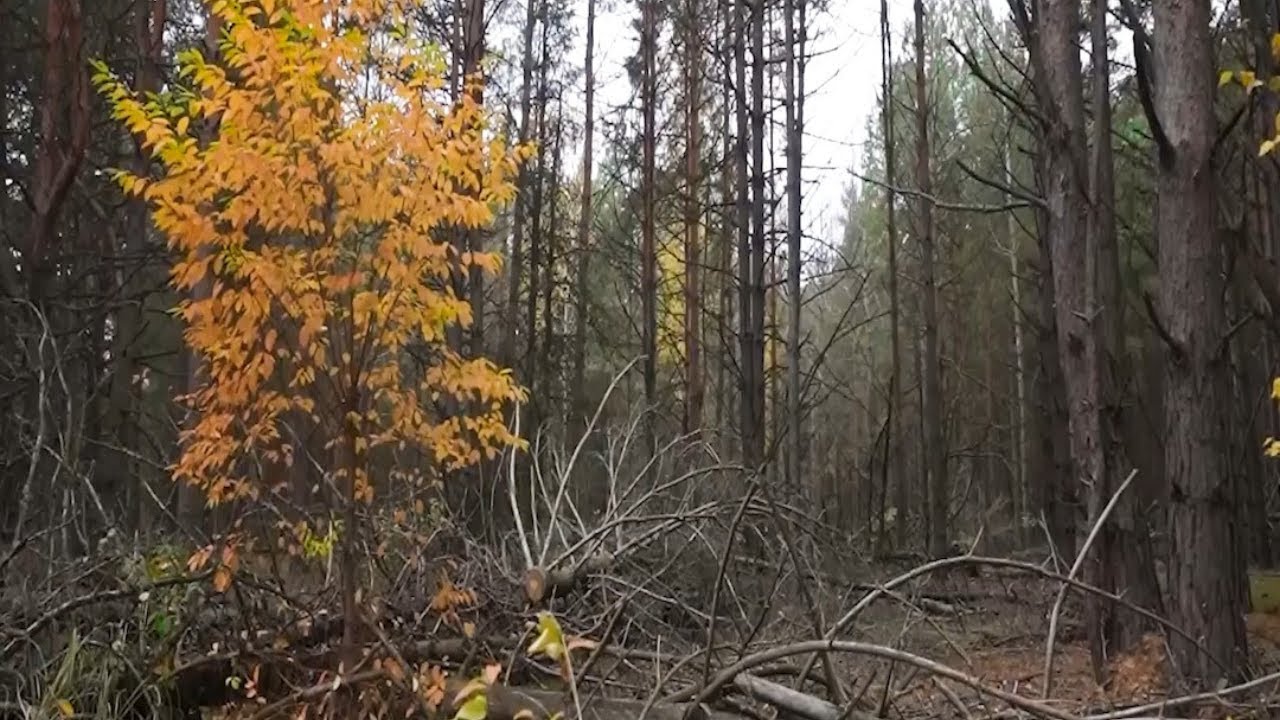 Cozy Log Cabin in the Forest Half Underground | Dugout Shelter Build ...