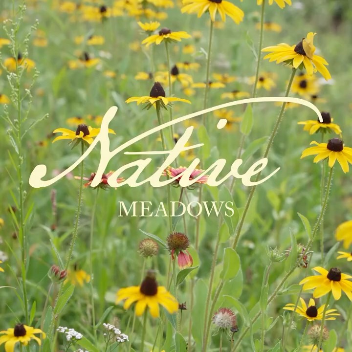 NATIVE MEADOW FIRST YEAR MAINTENANCE ADVICE - YouTube