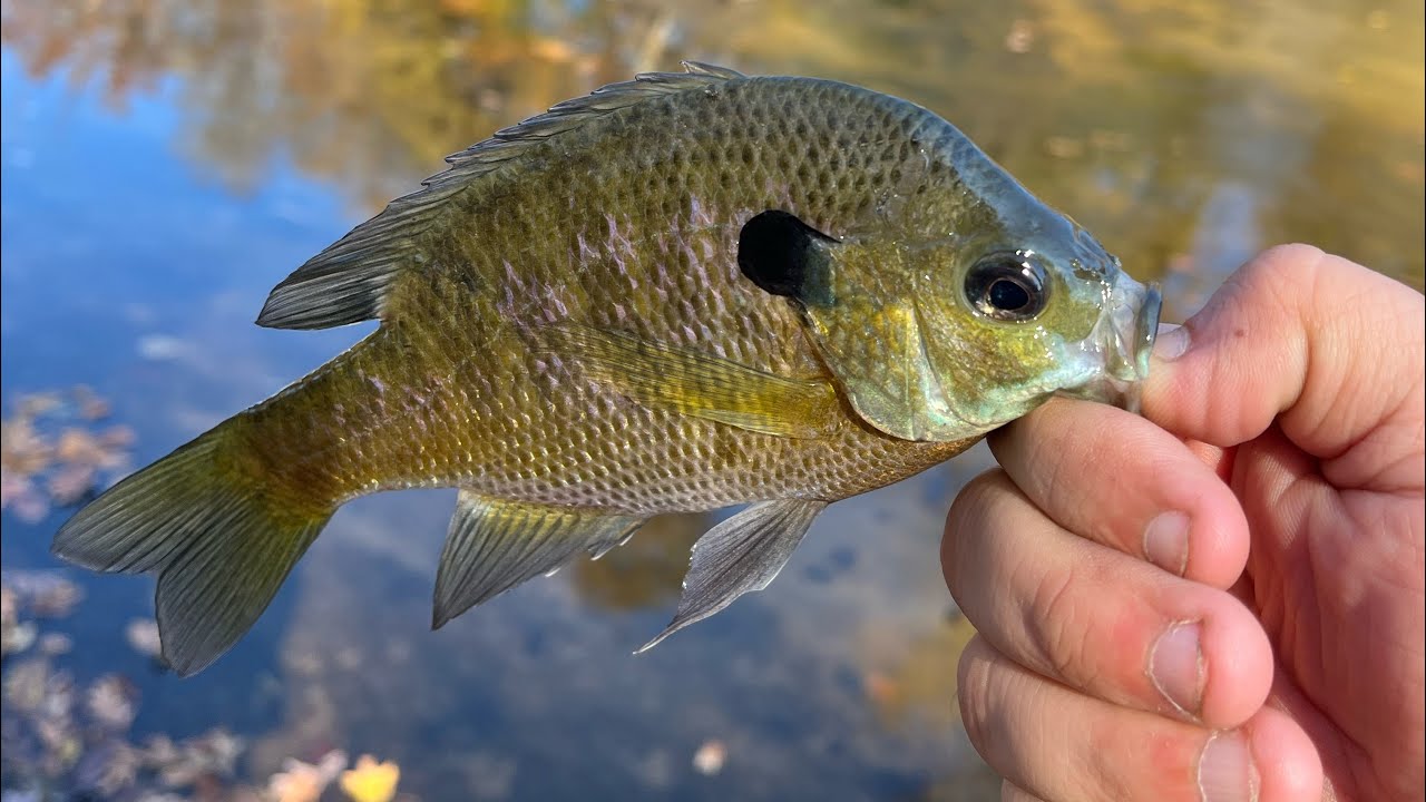 Fishing Adventure 11/9/23: Huge Bluegill on Neuse River - YouTube