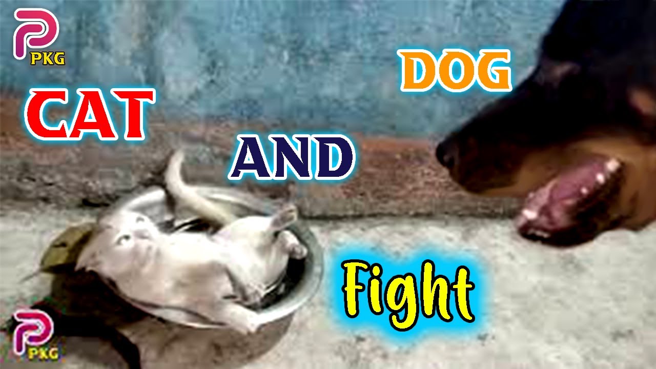 Angry Cats VS Dogs Funny Compilation #pkg - YouTube