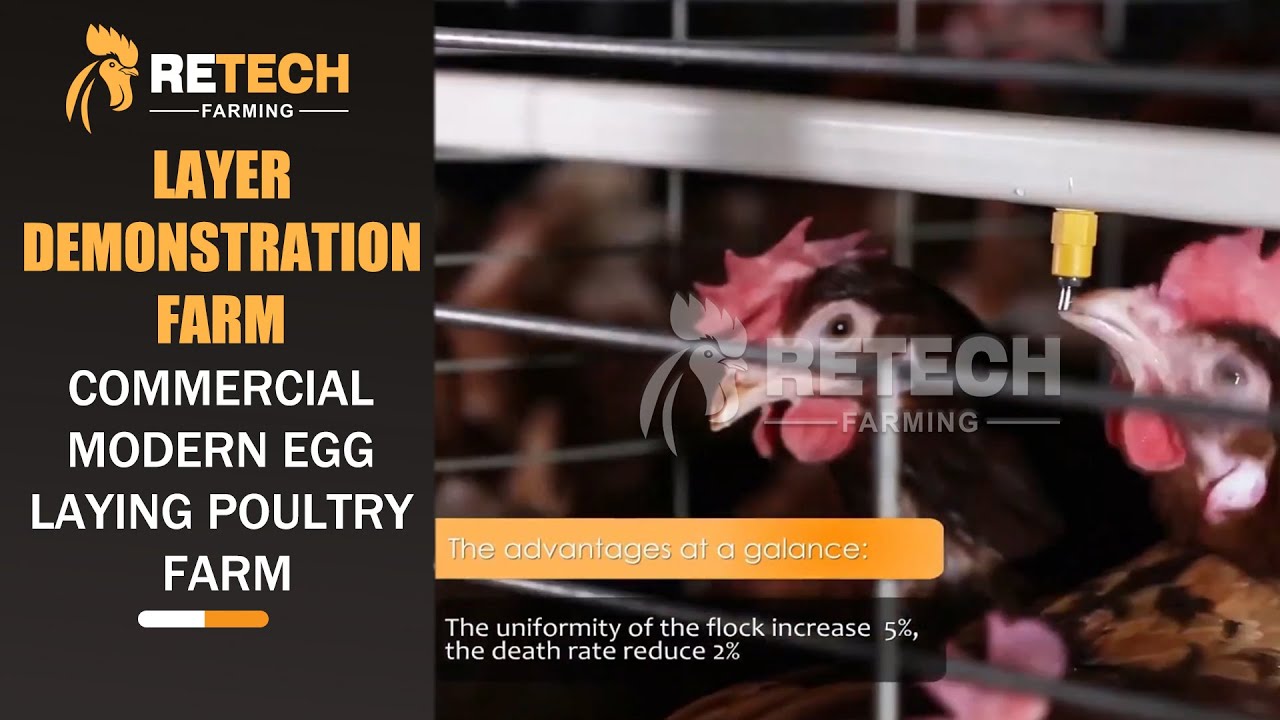 Layer DemonStration Farm Commercial Modern Egg Laying Poultry Farm ...