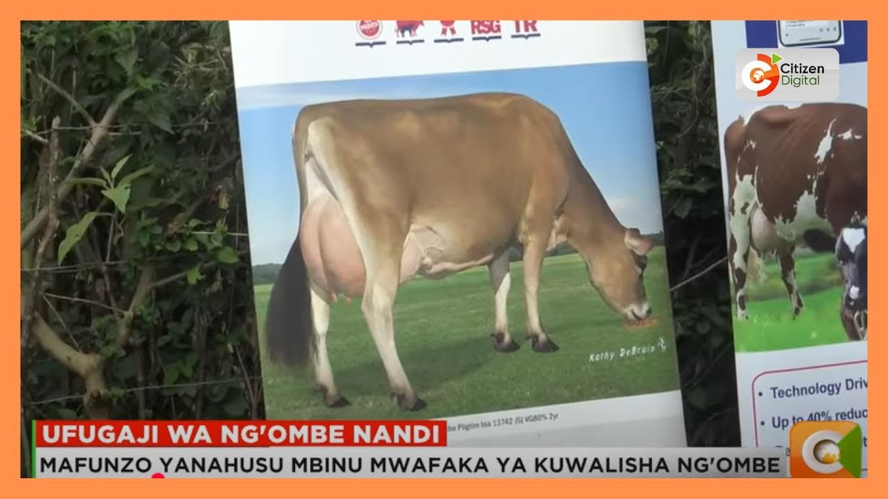 Wafugaji 500 wa ng'ombe wa maziwa kaunti ya Nandi wapewa mafunzo - YouTube