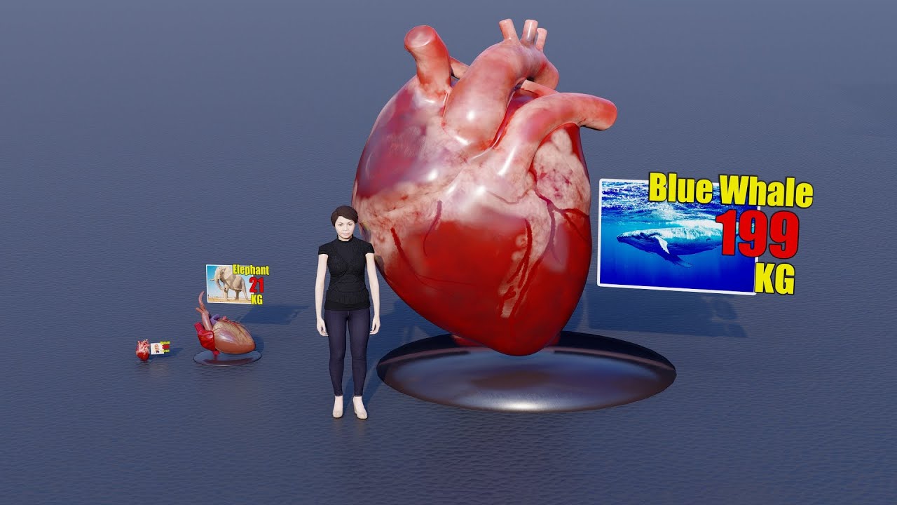 Heart size comparison #comparison - YouTube