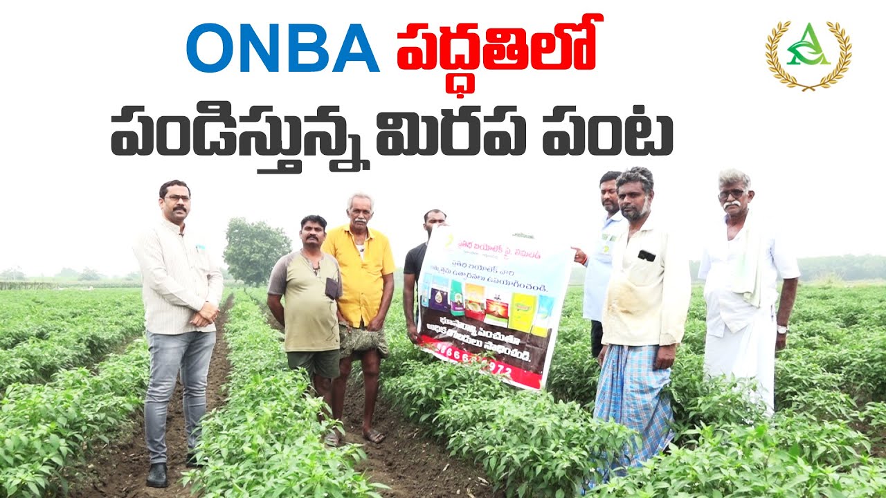 ONBA - పద్ధతిలో పండిస్తున్న మిరప పంట | Annapurna agri space - YouTube