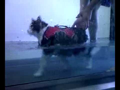 Feline Hydrotherapy - Underwater treadmill - YouTube