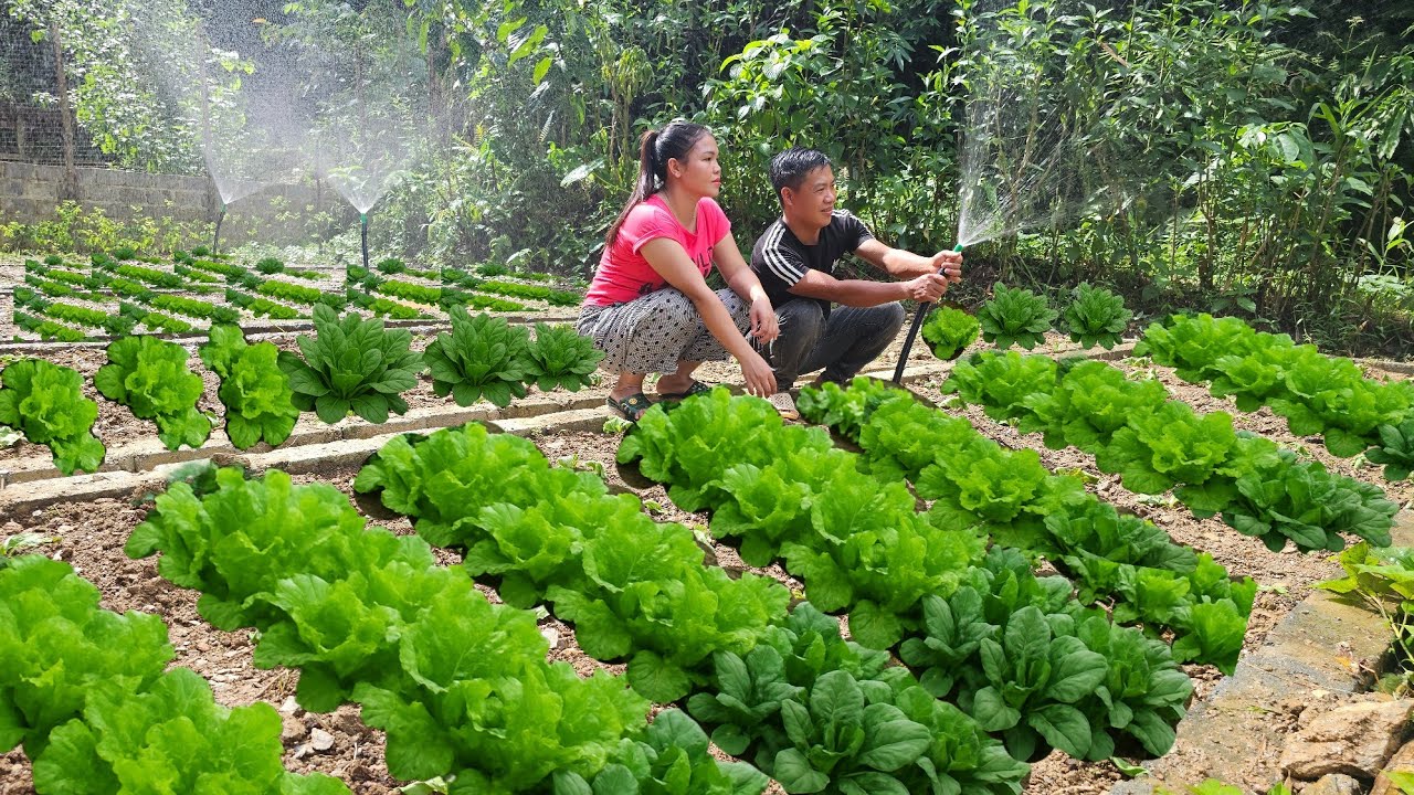 Turn traditional vegetable gardens into smart industrial vegetable ...