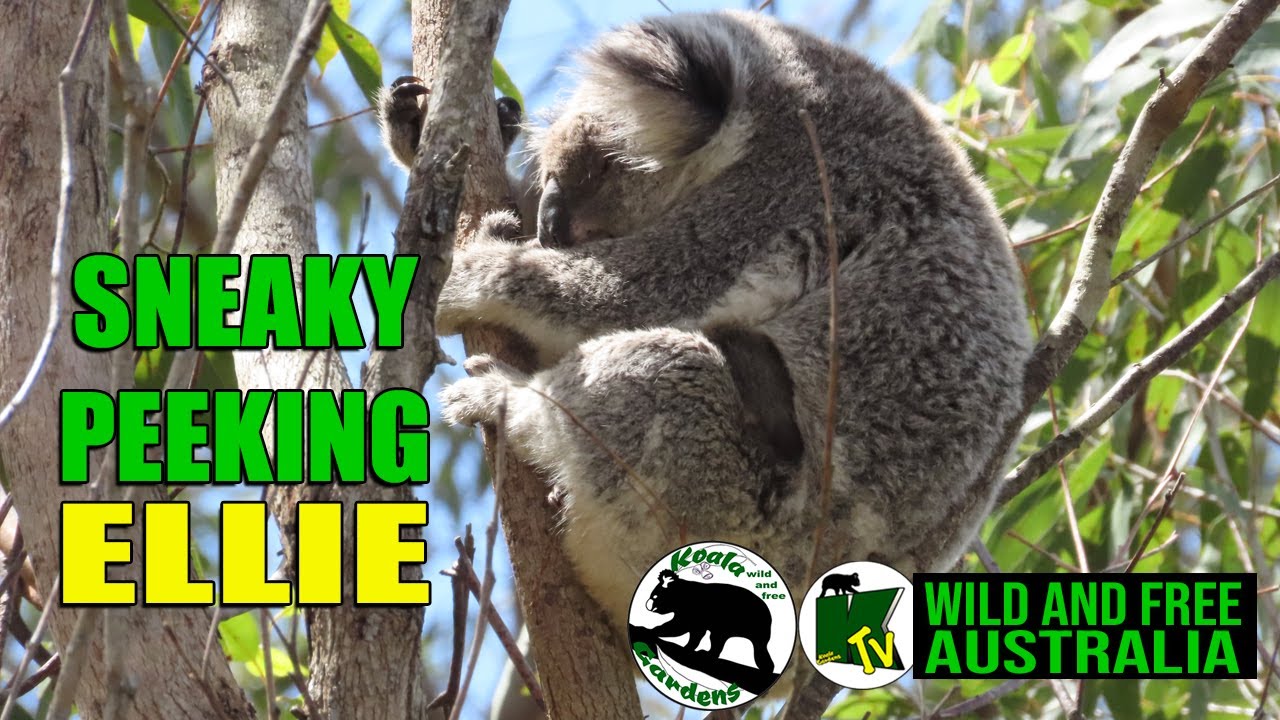First peek at Ellie's new baby! Whoa! - YouTube