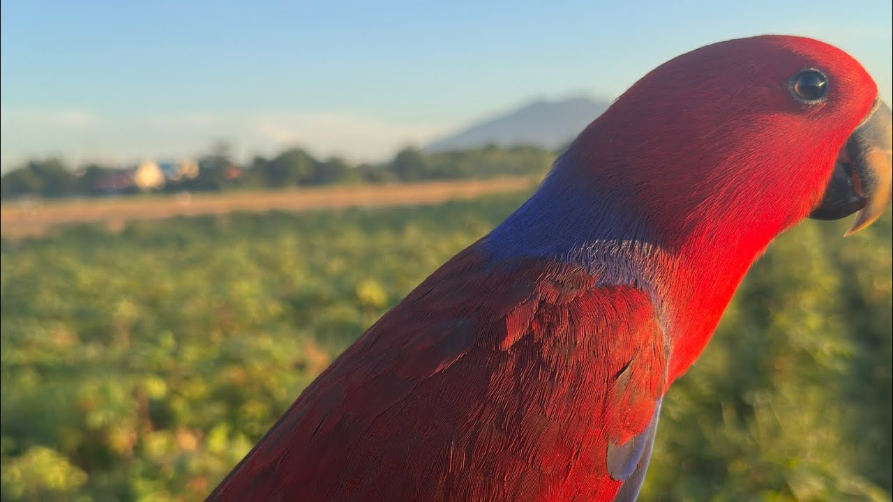 Eclectus Parrot Freeflight! Freefly parrot Eclectus - YouTube
