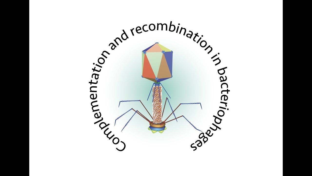 Complementation and recombination in bacteriophages - YouTube