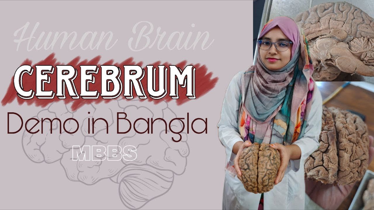 Cerebrum Demo in Bangla || Human Brain || Human Anatomy || MBBS - YouTube