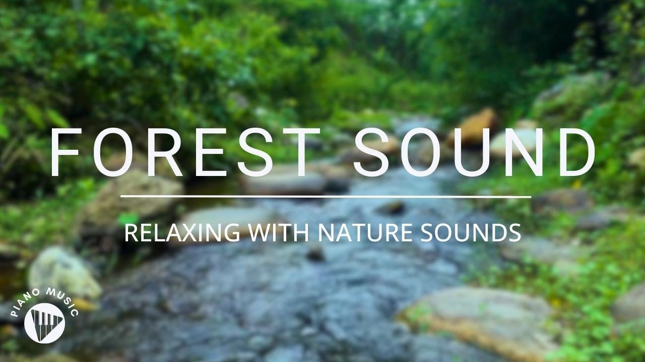 Relaxing Music with Nature Sounds - Forest Birdsong Nature Sounds ...