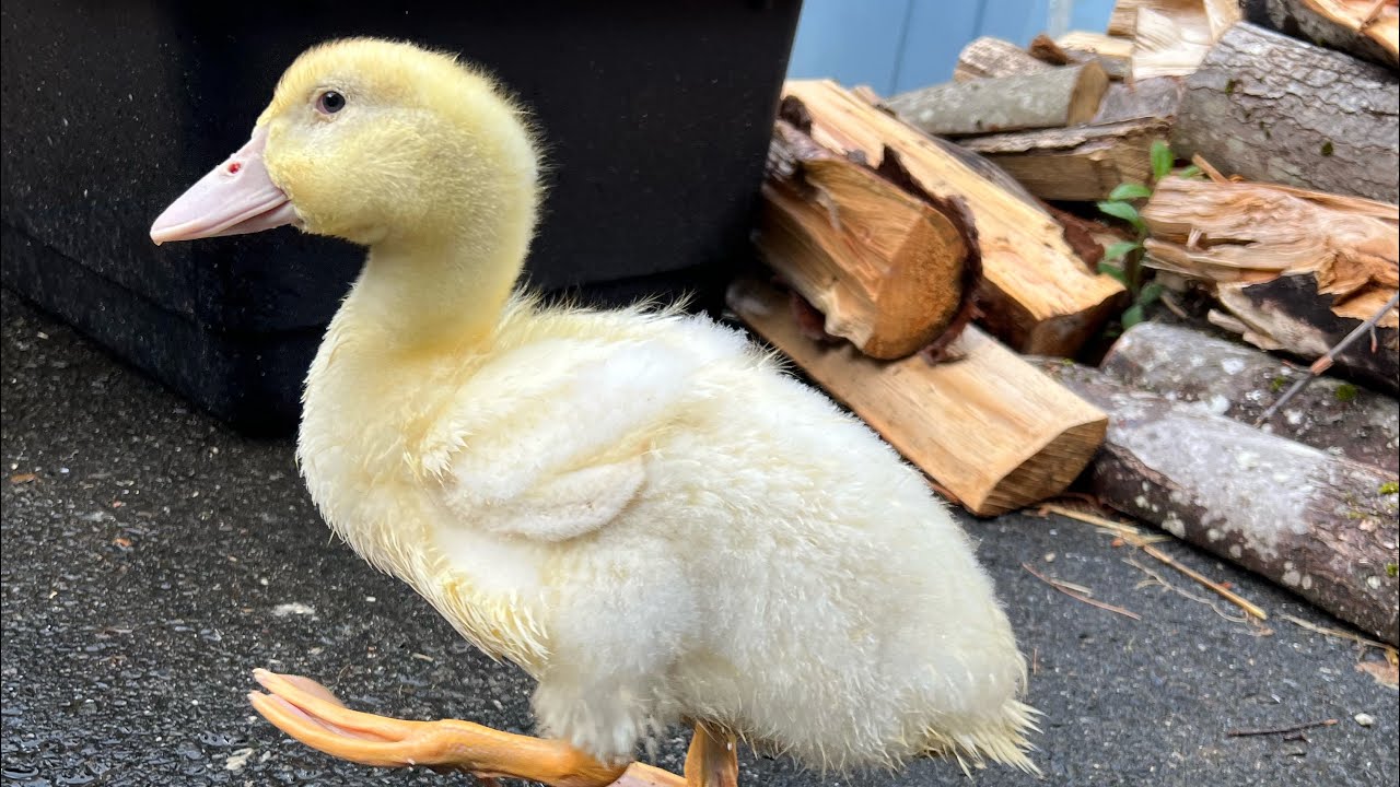 CAUTION ⚠️ CUTENESS OVERLOAD!!! Baby ducks and geese first time outside ...