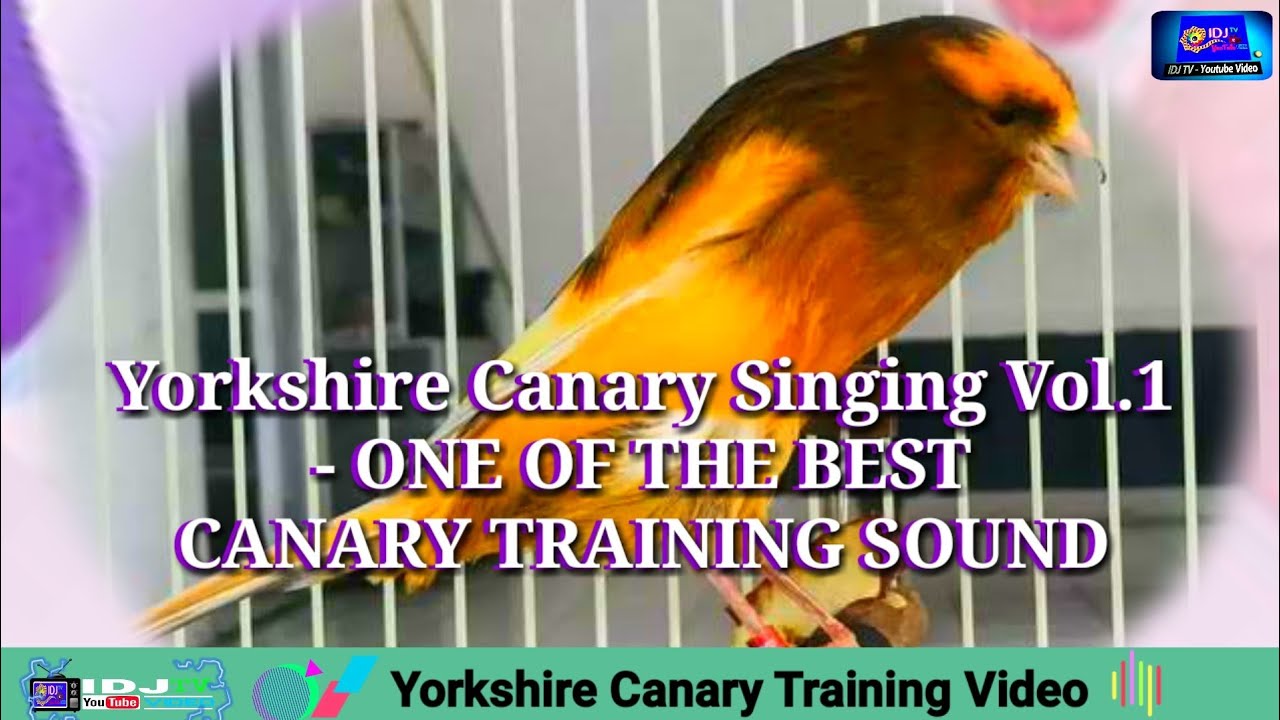 Yorkshire Canary Singing Vol.1 -ONE OF THE BEST CANARY TRAINING SOUND ...