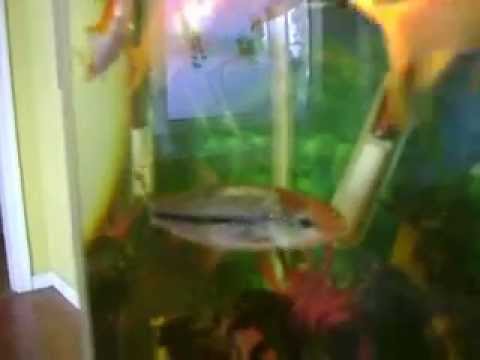 Maroon Shark feeding on jumbo cricket #1 - YouTube