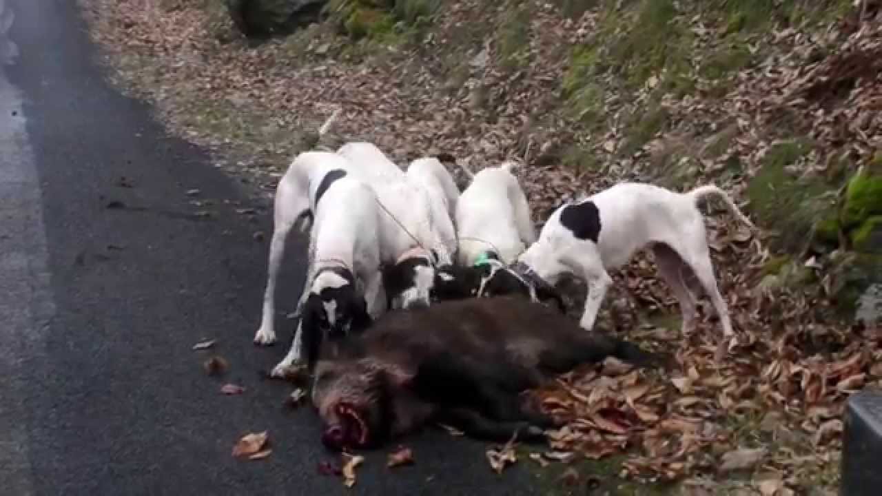 GRANDS GASCONS EN CHASSE LE 17-12-2014 - YouTube