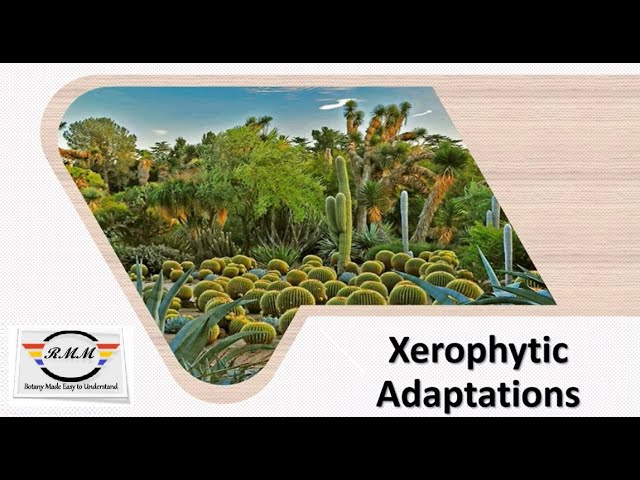 Xerophyte Adaptations Youtube