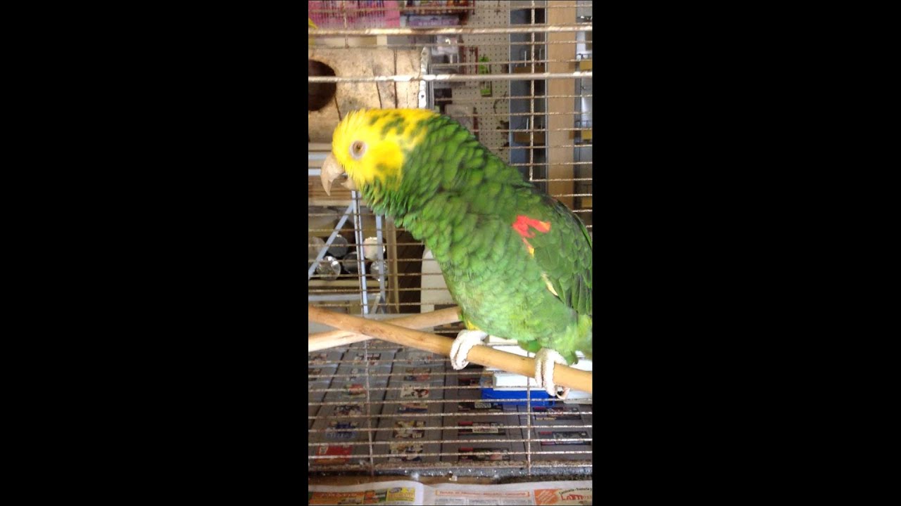 Yellow head amazon parrot talking - YouTube