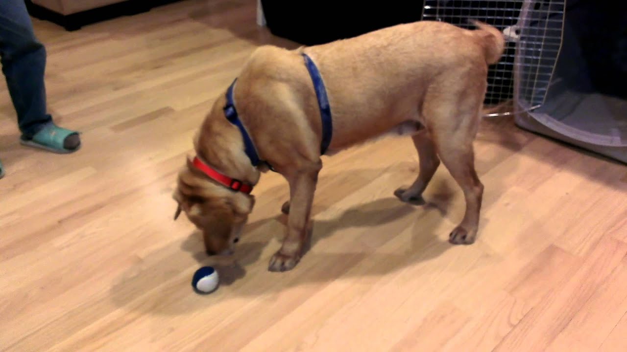 Ella @ foster home part 1 (April 16, 2013) - YouTube