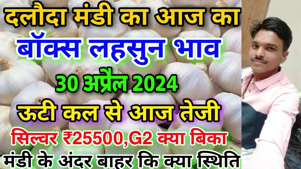 दलौदा मंडी बॉक्स लहसुन का भाव 30 अप्रैल 2024 |ooty best garlic |riyavan ...