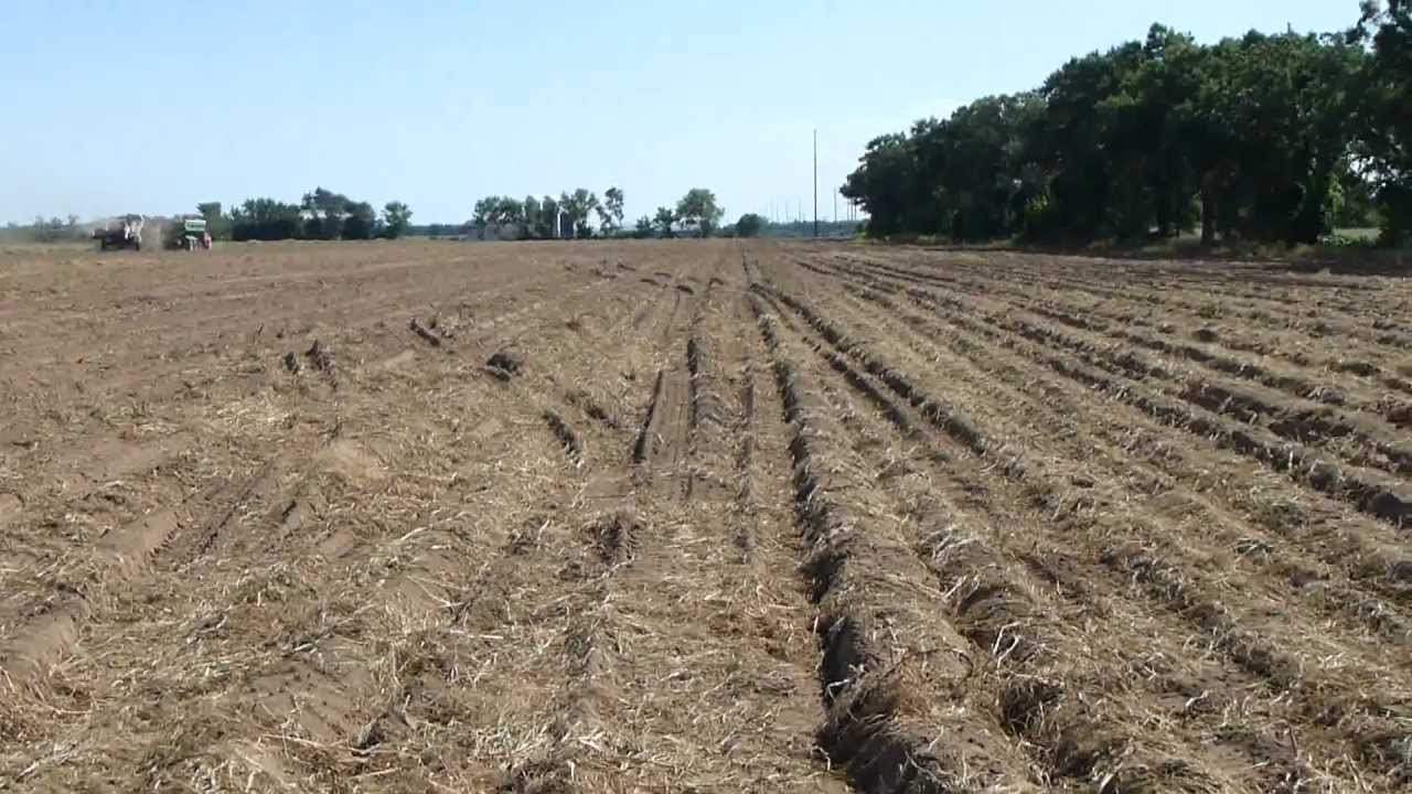Cover Crops needed in Potato ground - YouTube