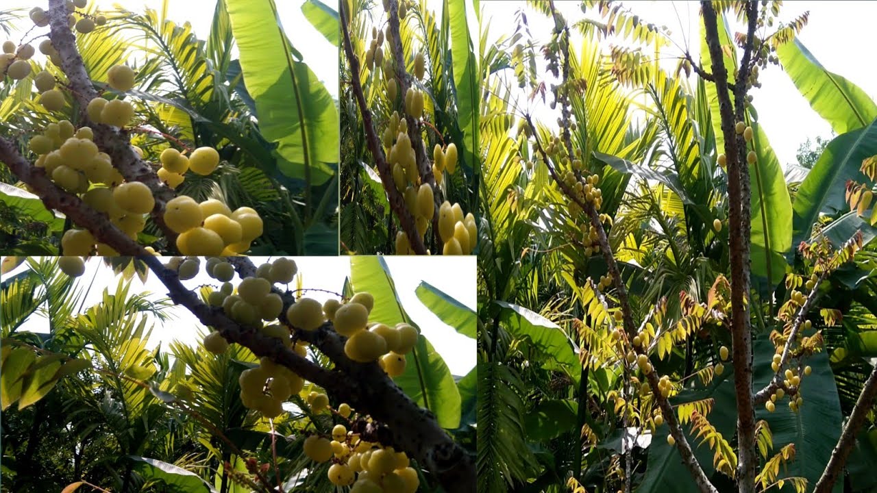 নোড় ফল || Royal Fruit || Orboroi Fruit || নোড় ফলের গাছ || Royal Fruit ...