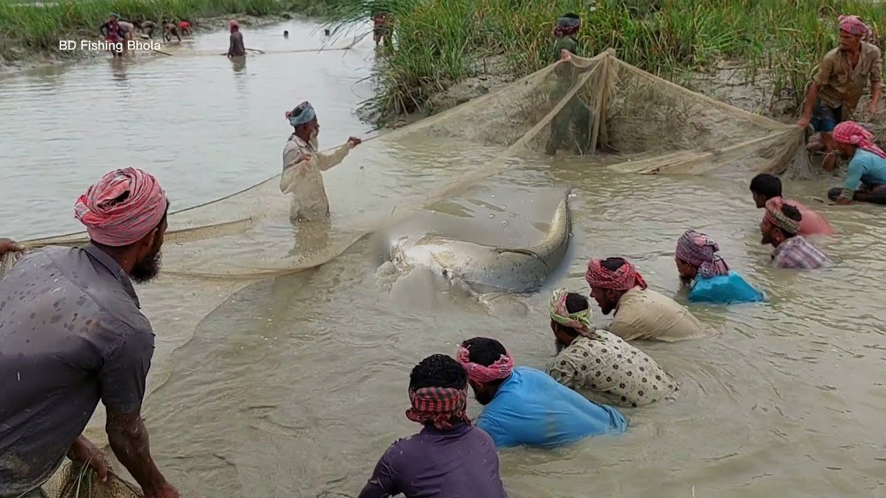 Asian Traditional Best Fishing Method in Village Dry Canal||Amazing Big ...